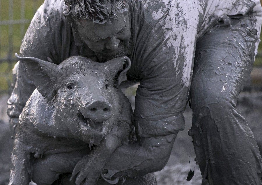 Animals in the News - The Atlantic