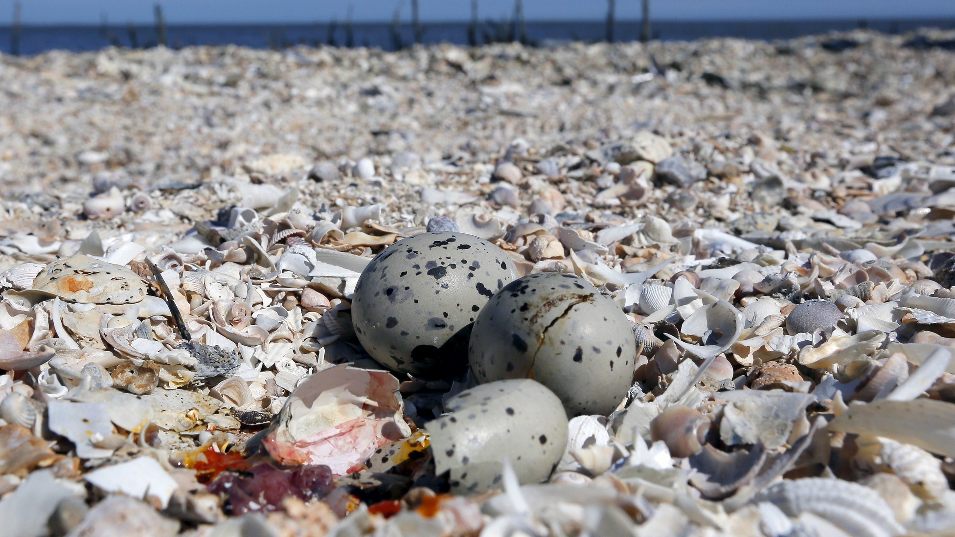 The Lost Victorian Art of Egg Collecting - The Atlantic