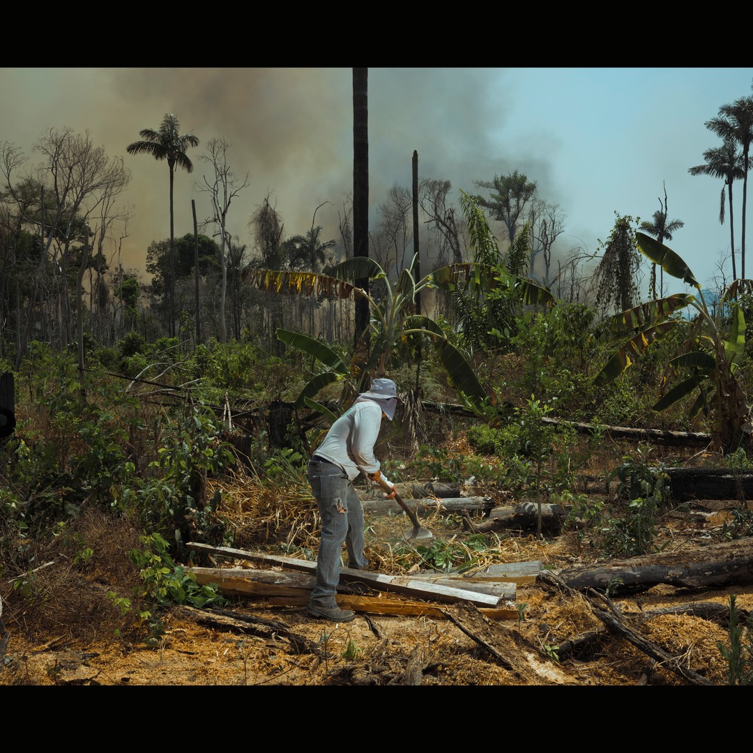 deforestation current situation