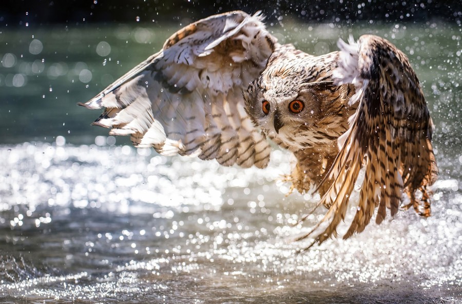 Photos: Superb Owl Sunday IV - The Atlantic