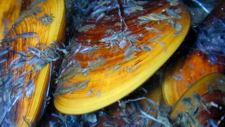 The Mussels That Eat Oil - The Atlantic