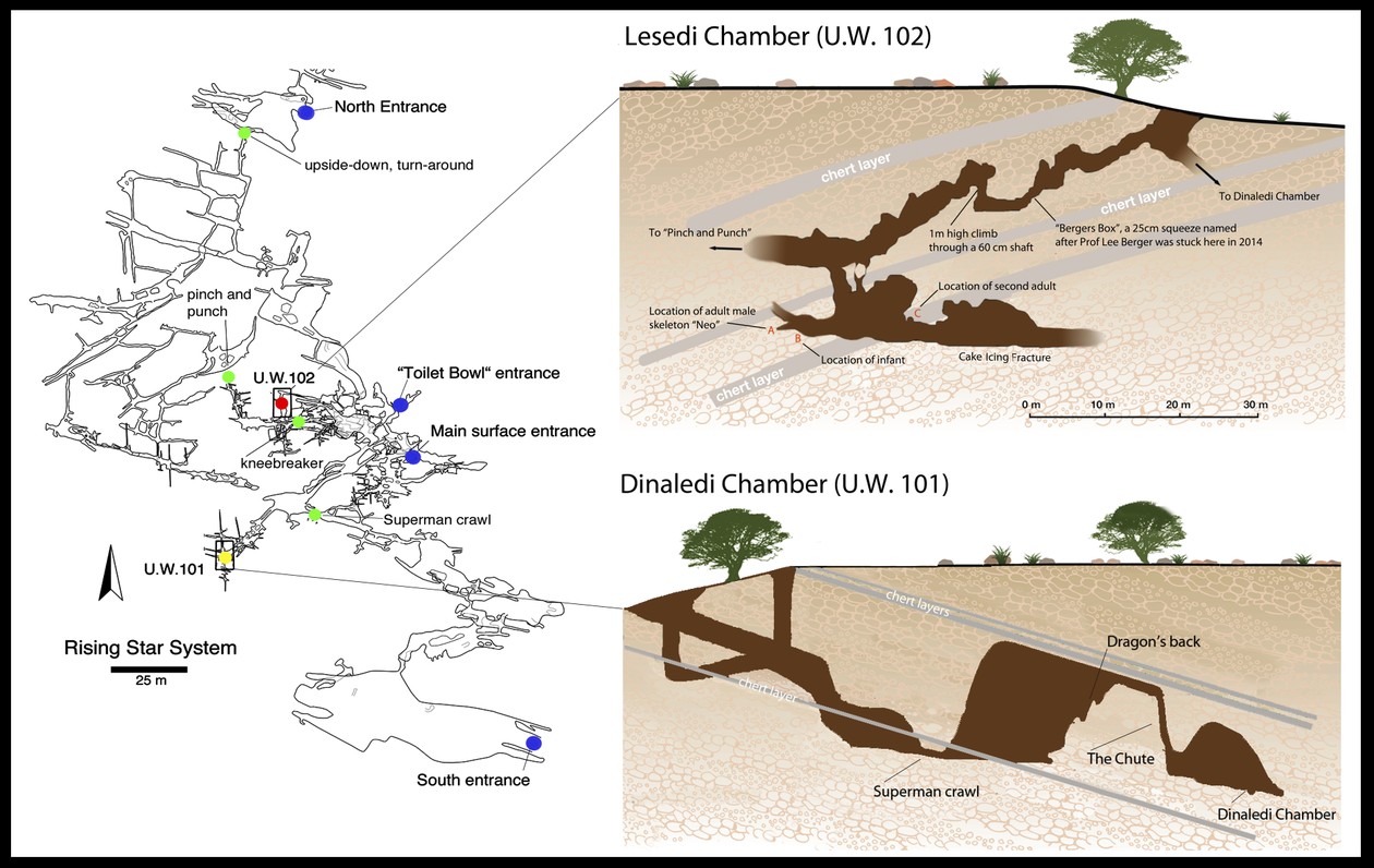 Homo Naledi Bones Found in Cave Are Surprisingly Young - The Atlantic