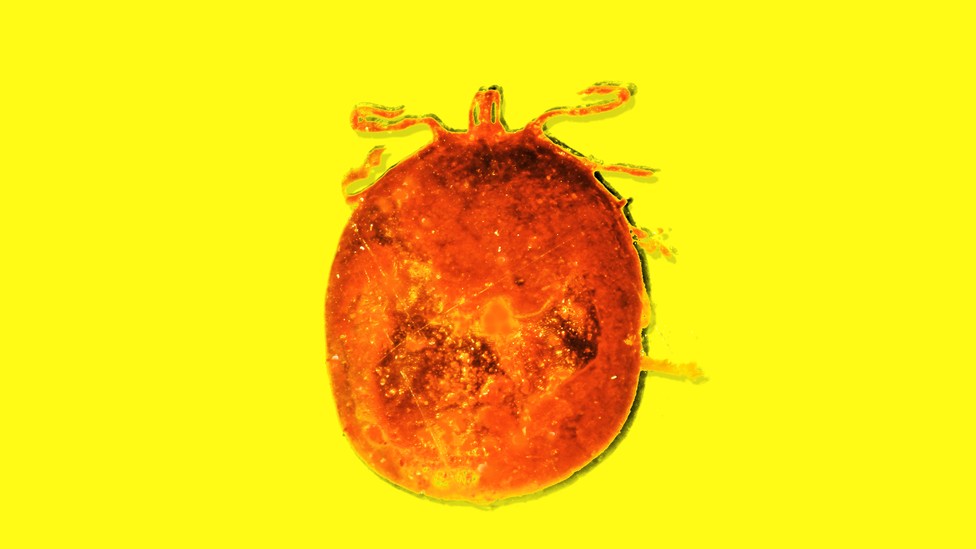 A Tick Fossilized in Amber Is Full of 20-Million-Year-Old Blood - The ...