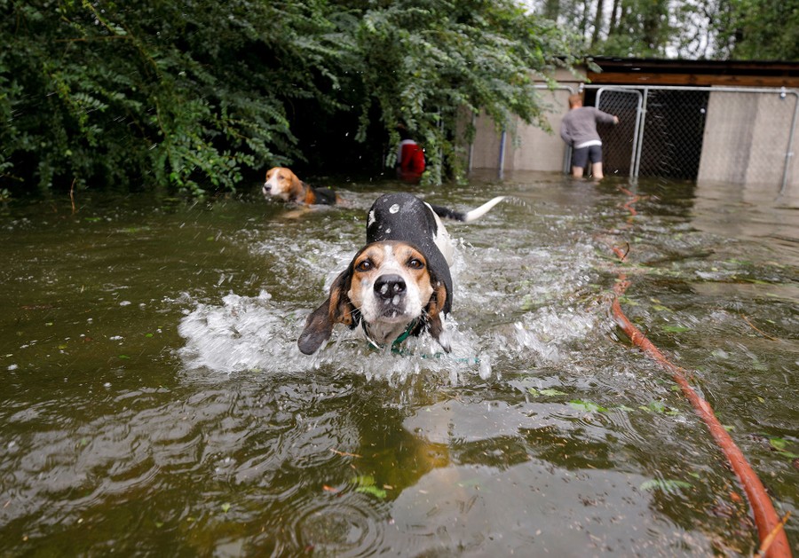 Hurricane Florence: Pet Rescues in Photos - The Atlantic