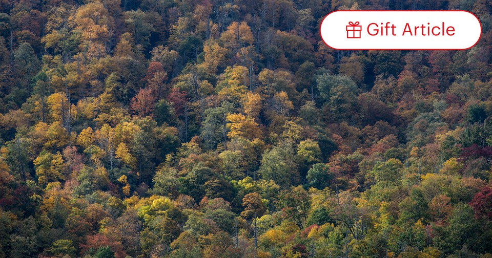 deciduous tree crossword