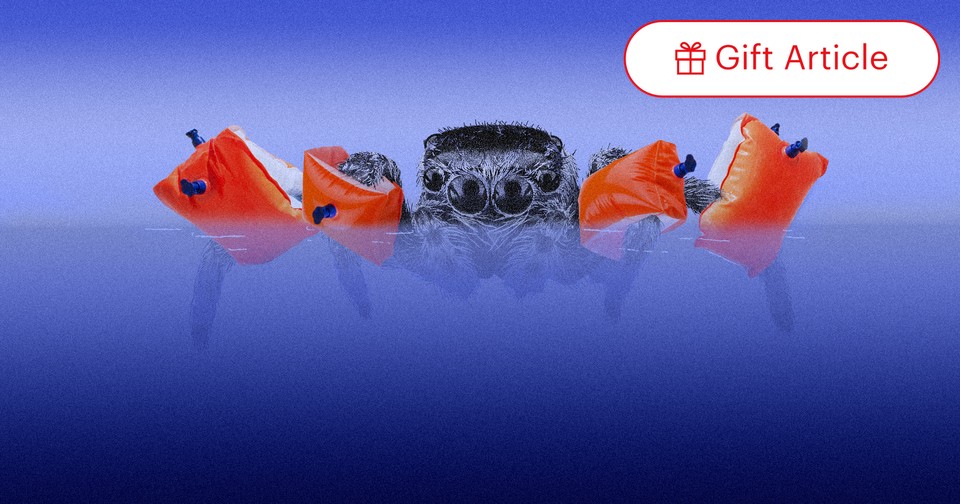 Spiders Can Breathe Underwater Biomimicry Institute | The Diving Bell
