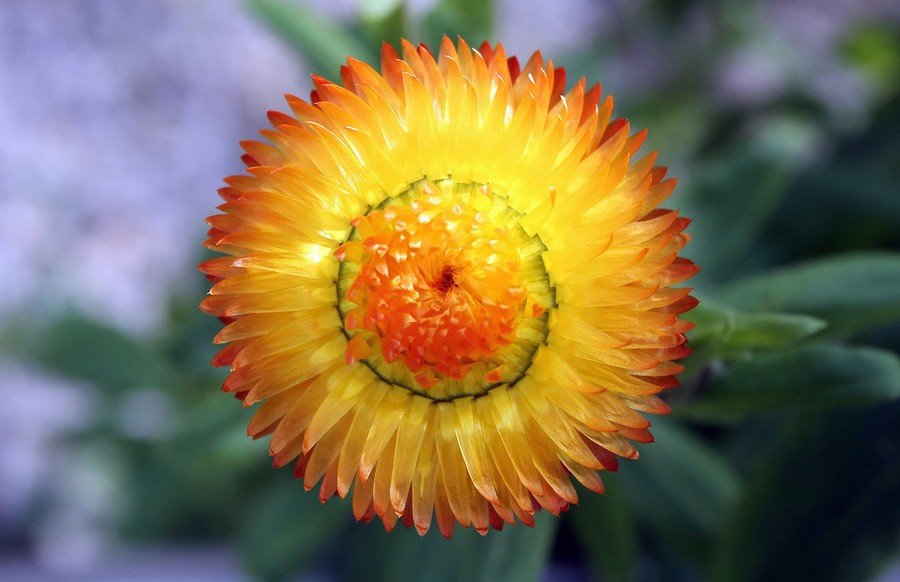 Signs of Spring - The Atlantic