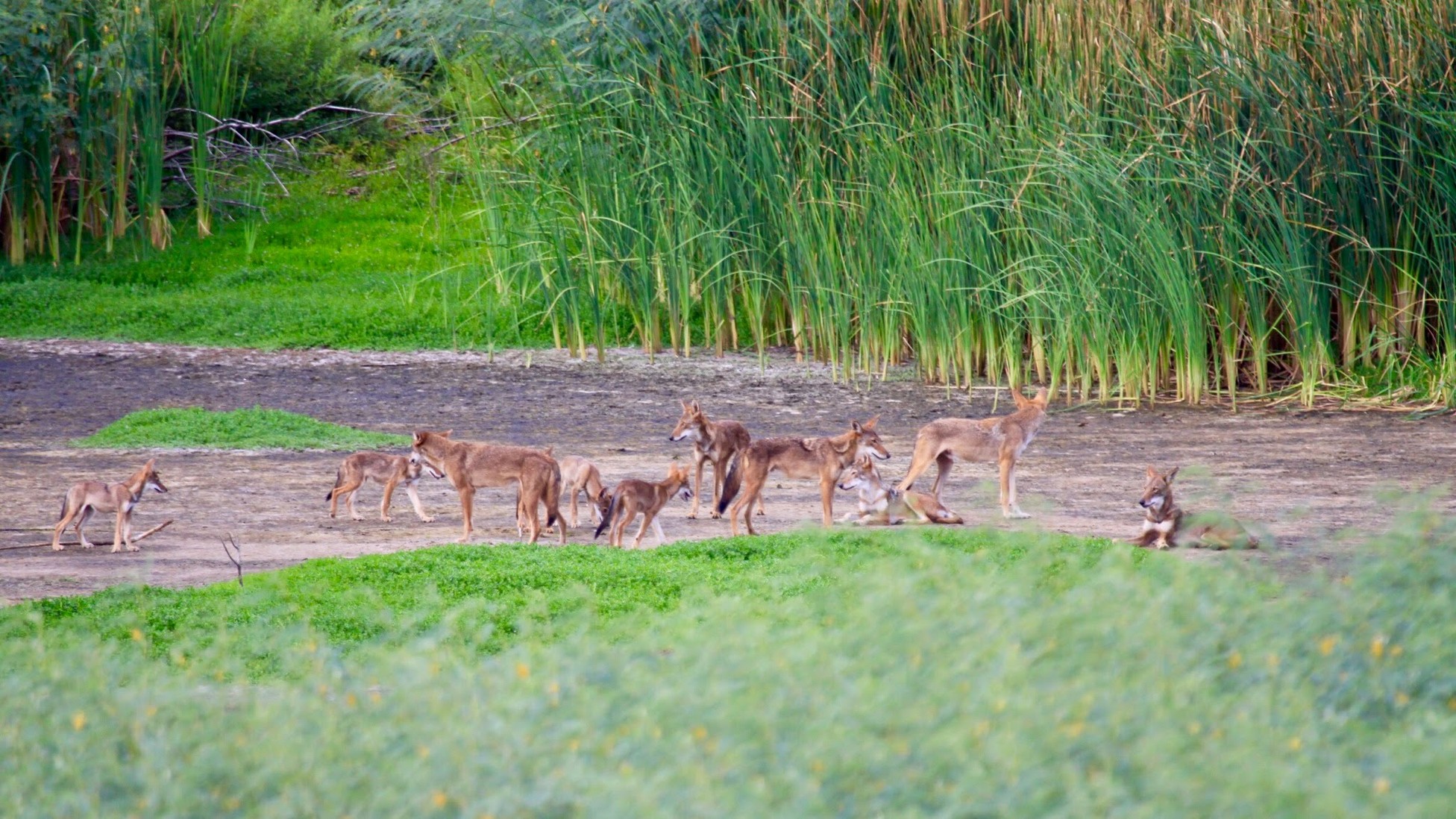 The ‘Ghost’ Genes of a Nearly Extinct Wolf Live On - The Atlantic