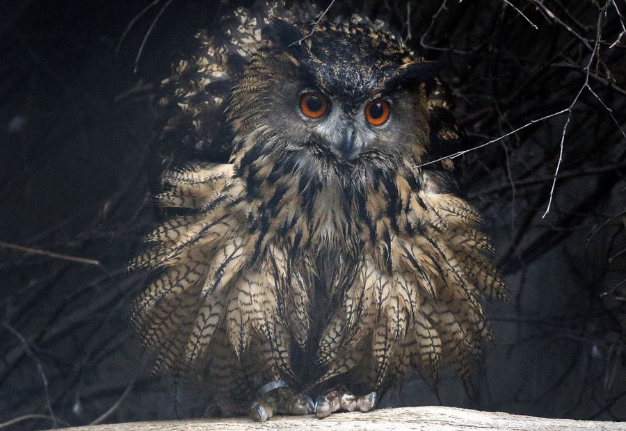 Photos of the Week: 1/24-1/30 - The Atlantic