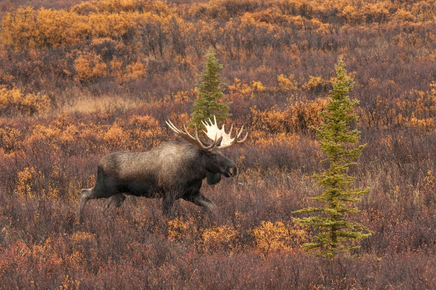 Alaska: Images of the Last Frontier - The Atlantic