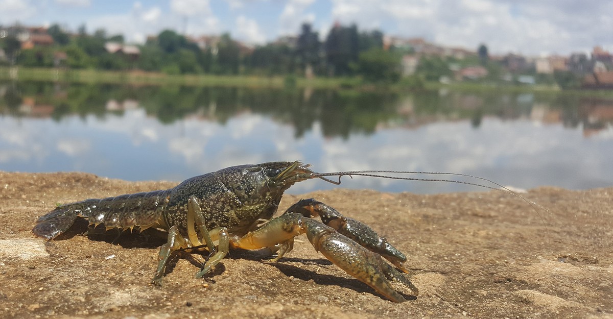 A Pet Crayfish Can Clone Itself, and It's Spreading Around the World ...
