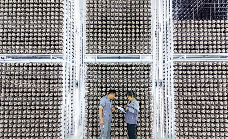 Photos of the Week: Gruffalo Maze, Panama Swing, Luminous Mane - The ...