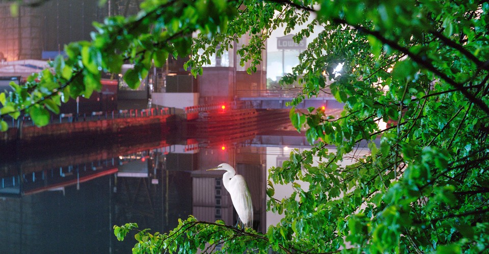 Photographs of the Gowanus Canal - The Atlantic