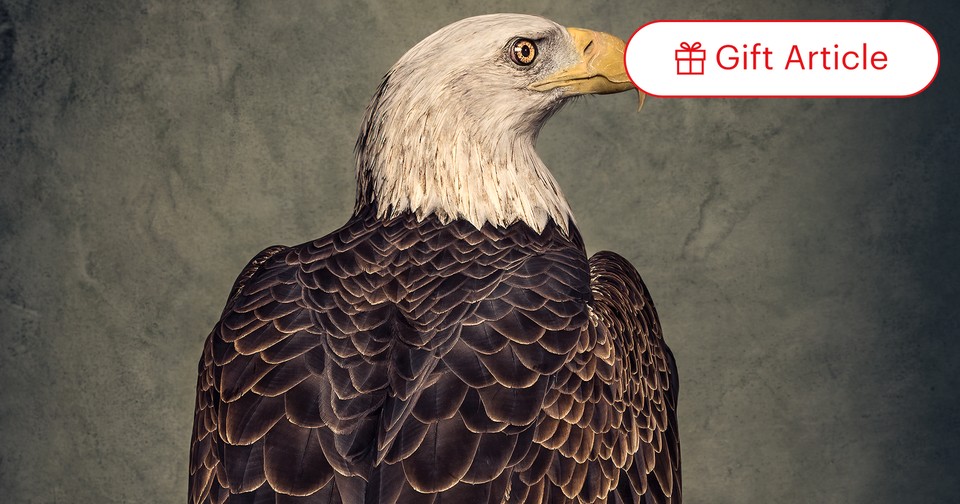 Official Symbols Bald Eagle