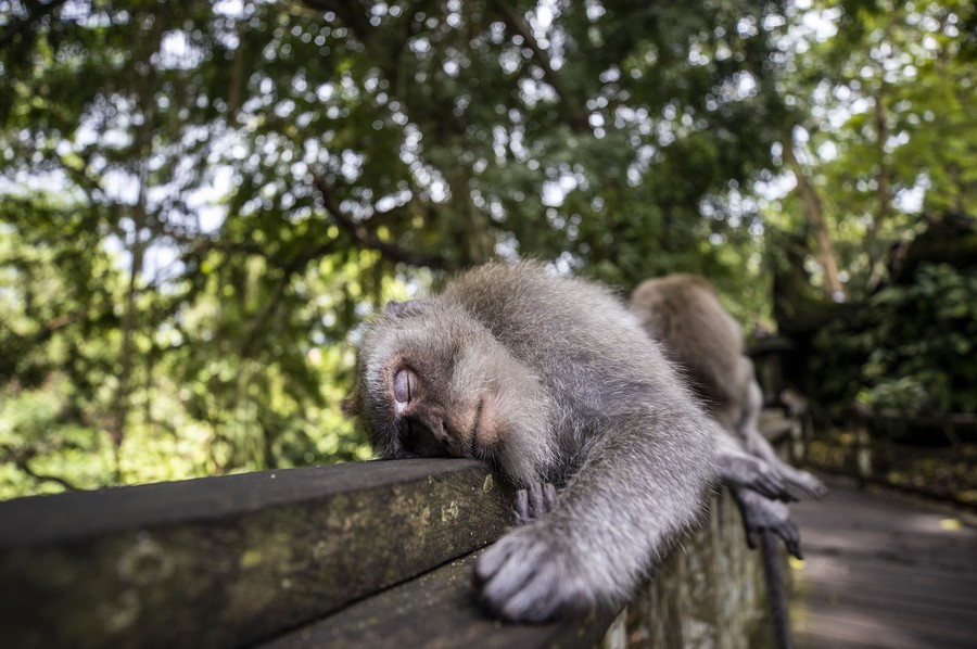 Photos: National Napping Day - The Atlantic