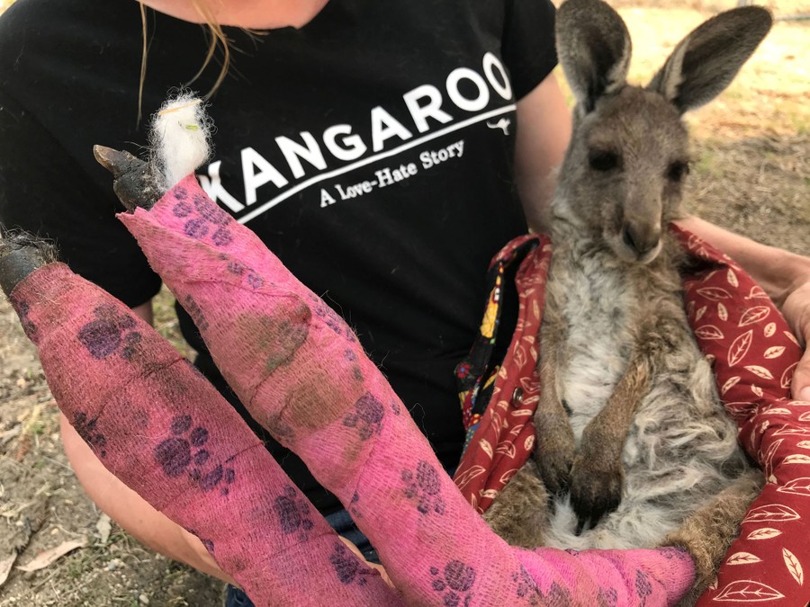 Photos: Animals Rescued From Australia’s Bushfires - The Atlantic
