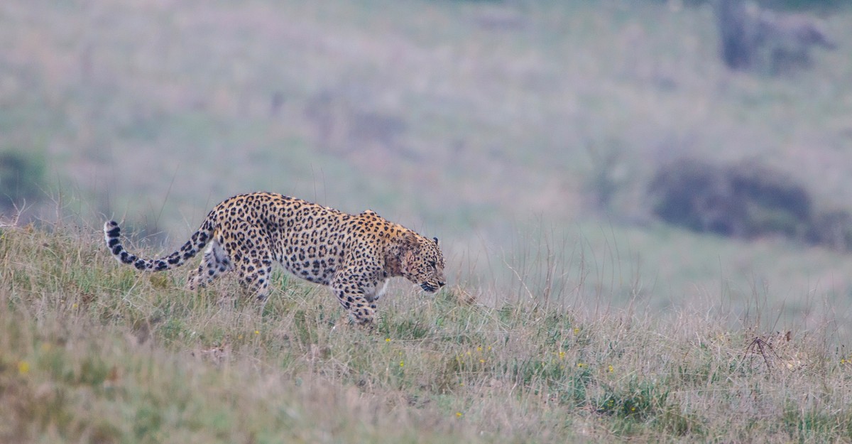 Tracking Persian Leopards in Iraq's Kurdish Mountains - The Atlantic
