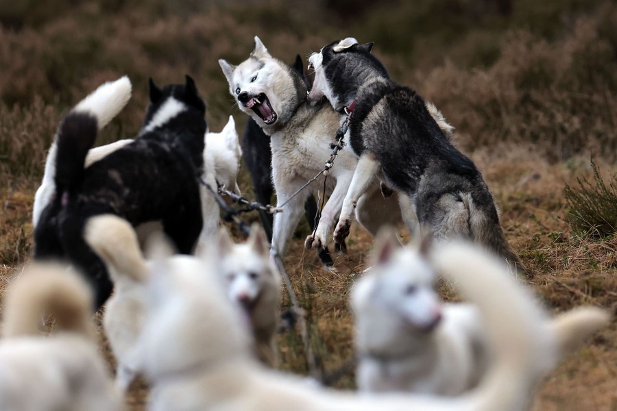 Photos of the Week: Firefly Forest, Husky Club, Turnip Toss - The Atlantic