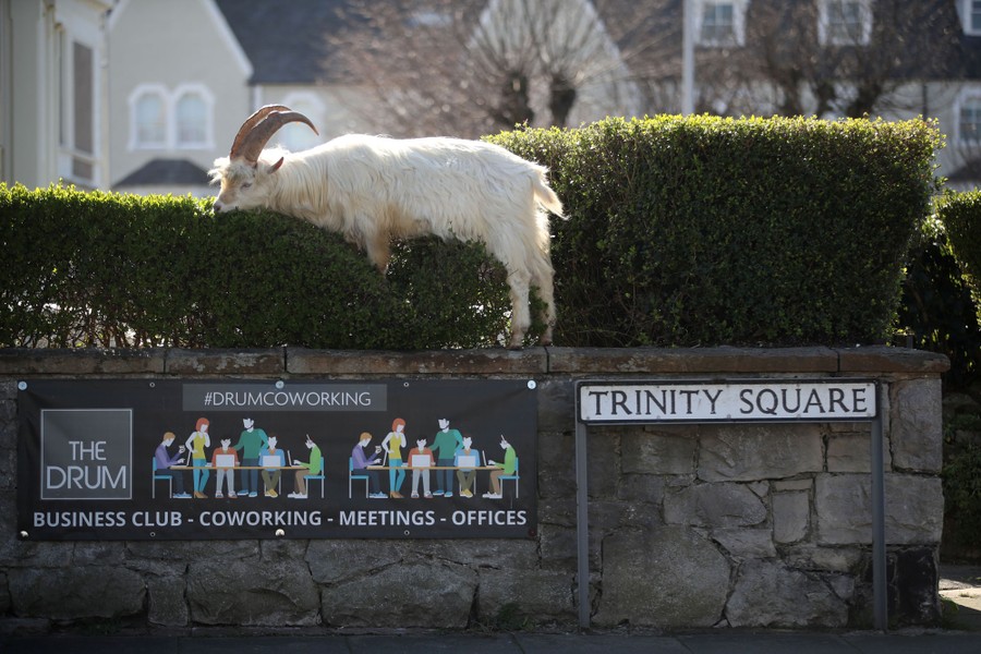 Photos: Wild Goats Roam Through an Empty Welsh Town - The Atlantic