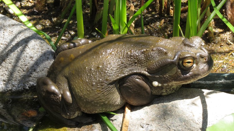 Hallucinogenic-Toad Theft Is Becoming a Problem - The Atlantic