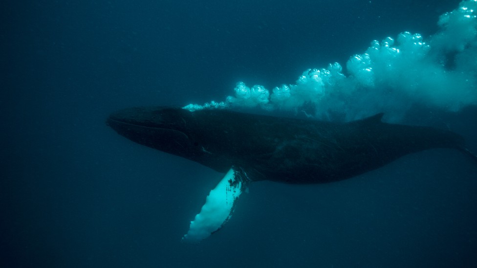Why Do Whales Blow Bubbles? - The Atlantic
