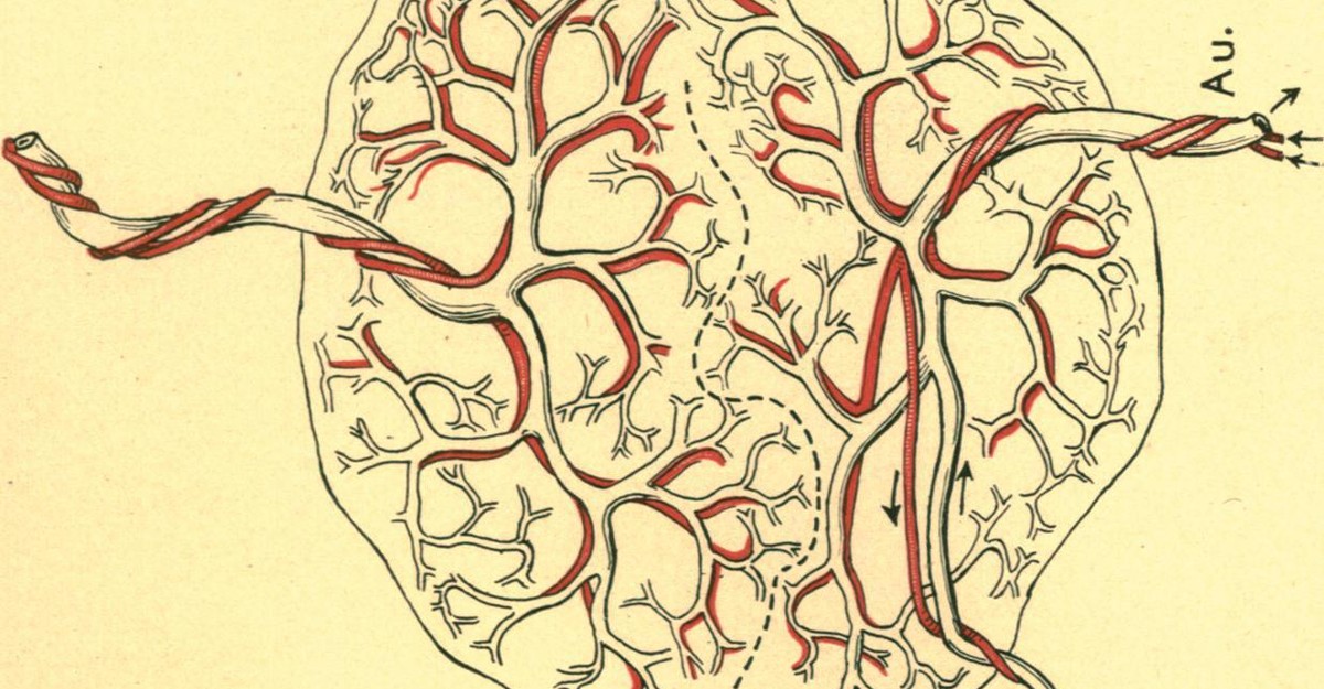 The Amazing Placenta - The Atlantic