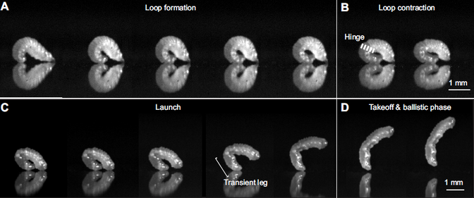 Maggots Can Jump Even Though They Don’t Have Legs - The Atlantic