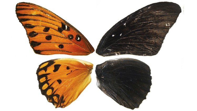 Scientists Can Now Repaint Butterfly Wings - The Atlantic