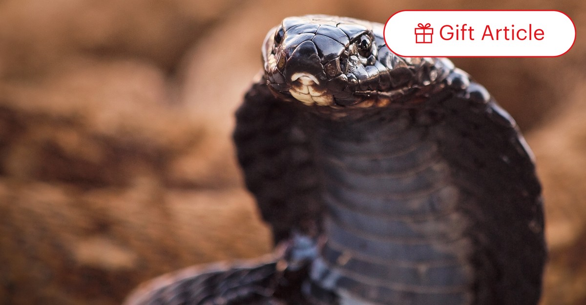 can cobra venom kill a python