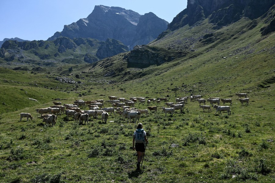 A New Generation of Shepherds in the French Pyrenees - The Atlantic