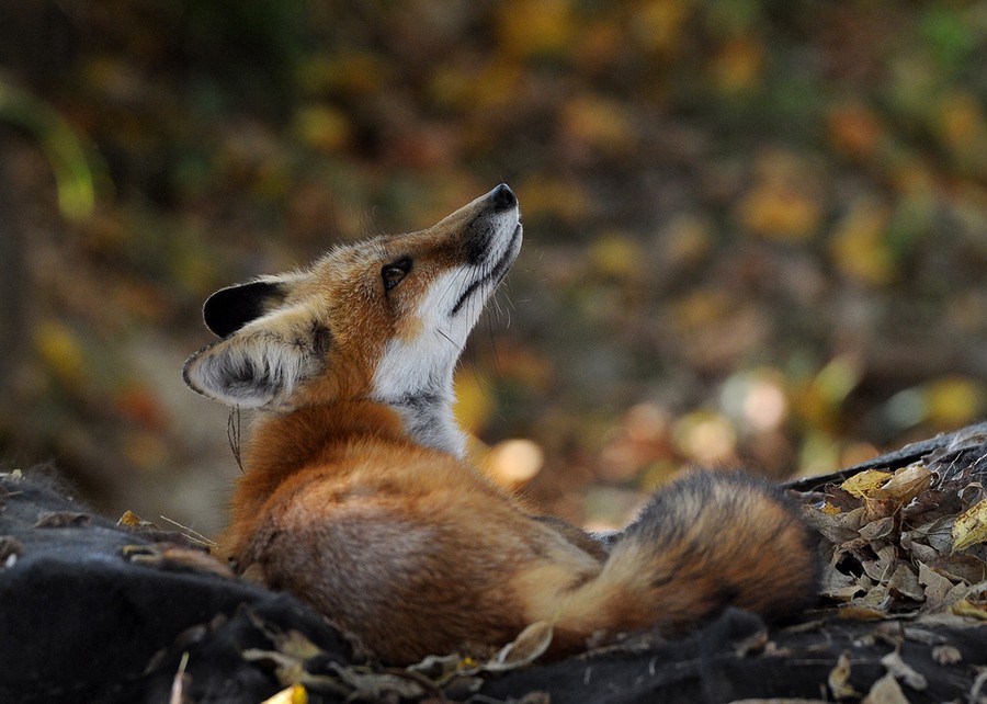 Fall Is in the Air, Part II - The Atlantic