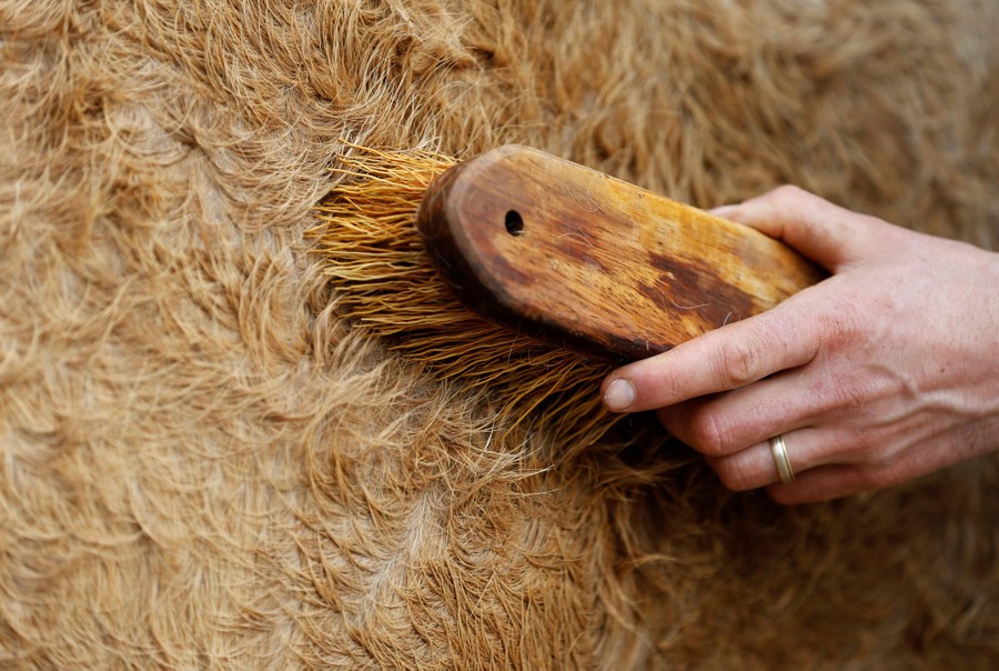 Here Are Pictures of More Cows - The Atlantic