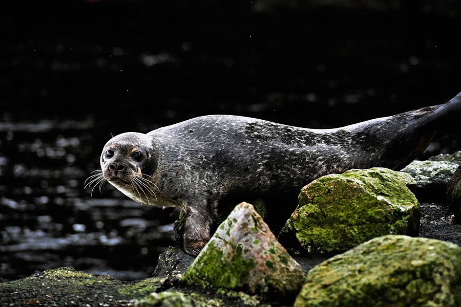 Foula—the Most Remote Inhabited Island in Great Britain - The Atlantic