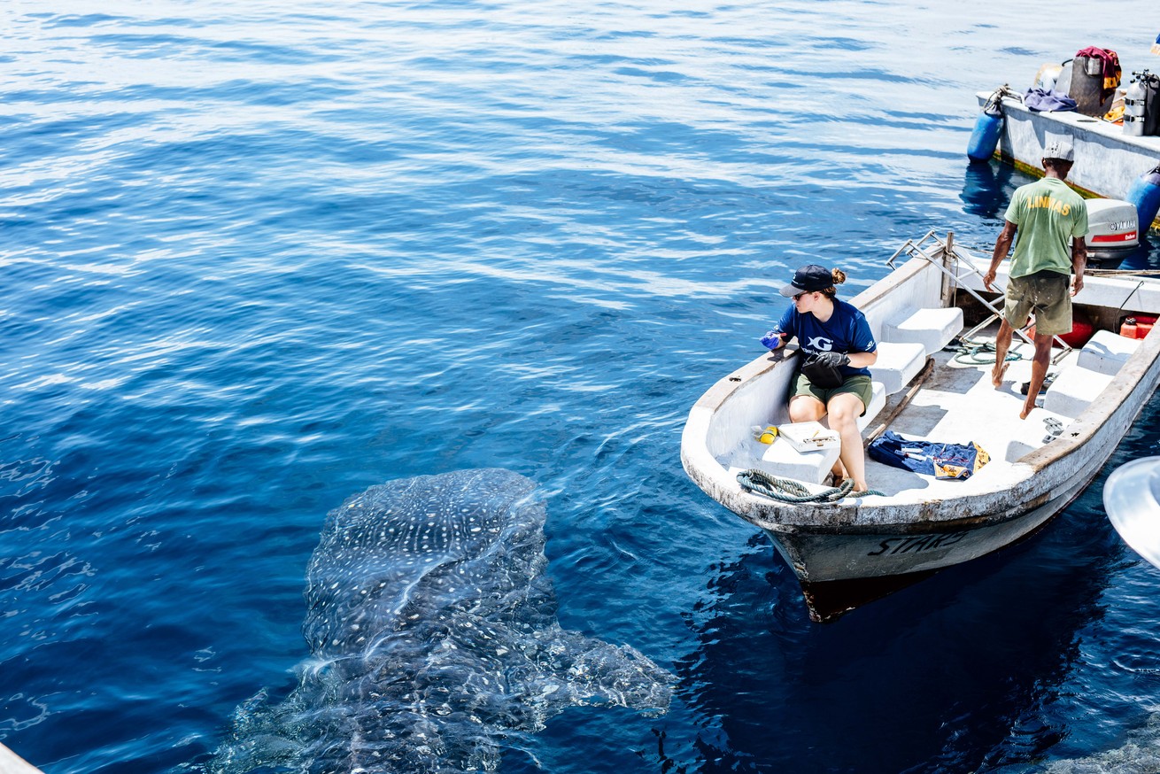 What It's Like to Draw Blood From a Whale Shark - The Atlantic