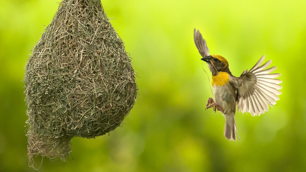 Is ‘Nesting’ During Pregnancy a Real Thing? - The Atlantic