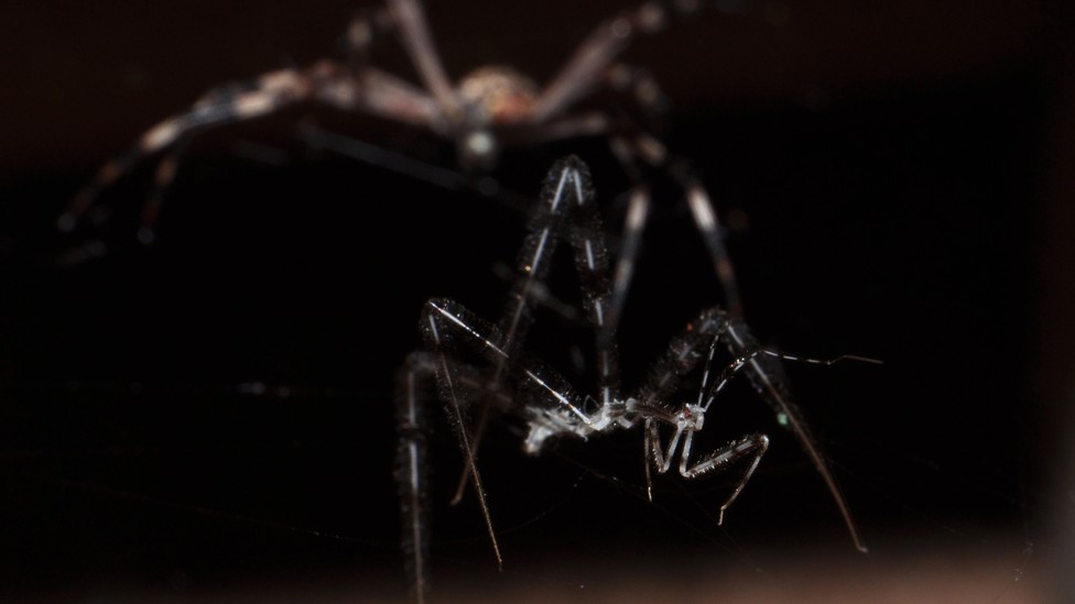 The Assassin Bug That Stalks Spiders on Their Own Webs - The Atlantic