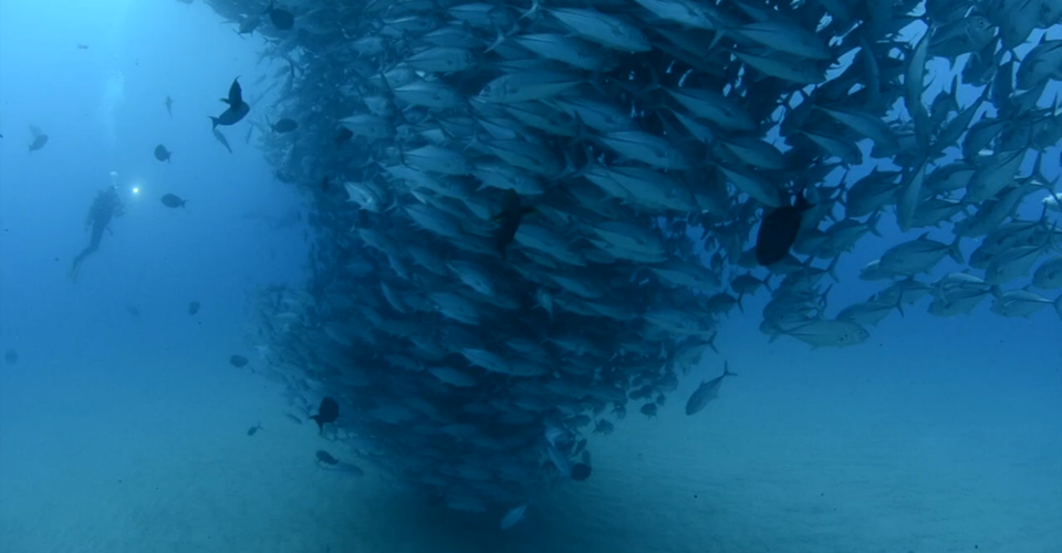 OMG A TORNADO OF FISH!!!!!! - The Atlantic