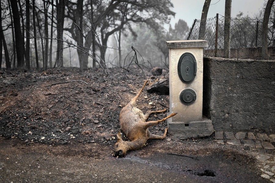 Photos of the Deadly Wildfires in Portugal - The Atlantic