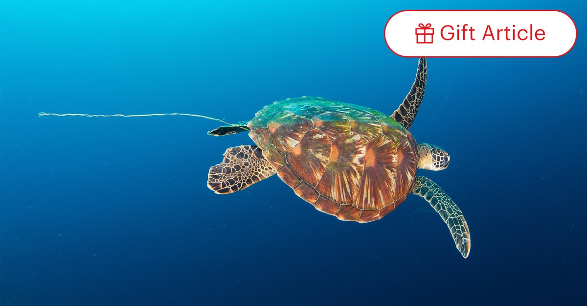 turtle plastic ocean