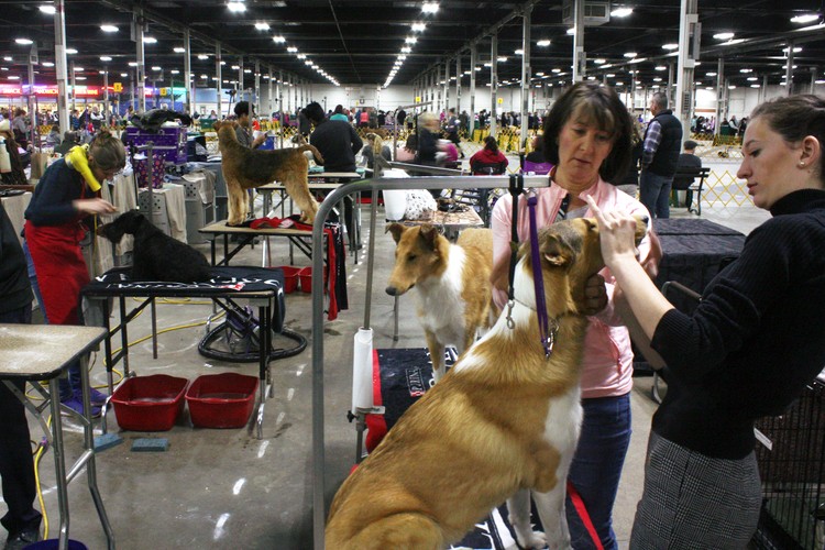 What It's Like for Show-Dog Families Before Westminster - The Atlantic