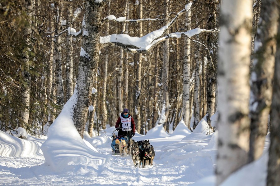 Scenes From the 2021 Iditarod Trail Sled Dog Race - The Atlantic