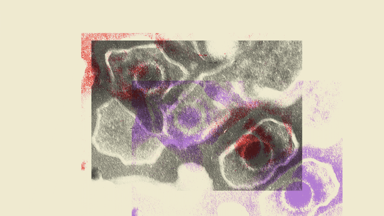 The Puzzling Virus That Infects Almost Everyone - The Atlantic