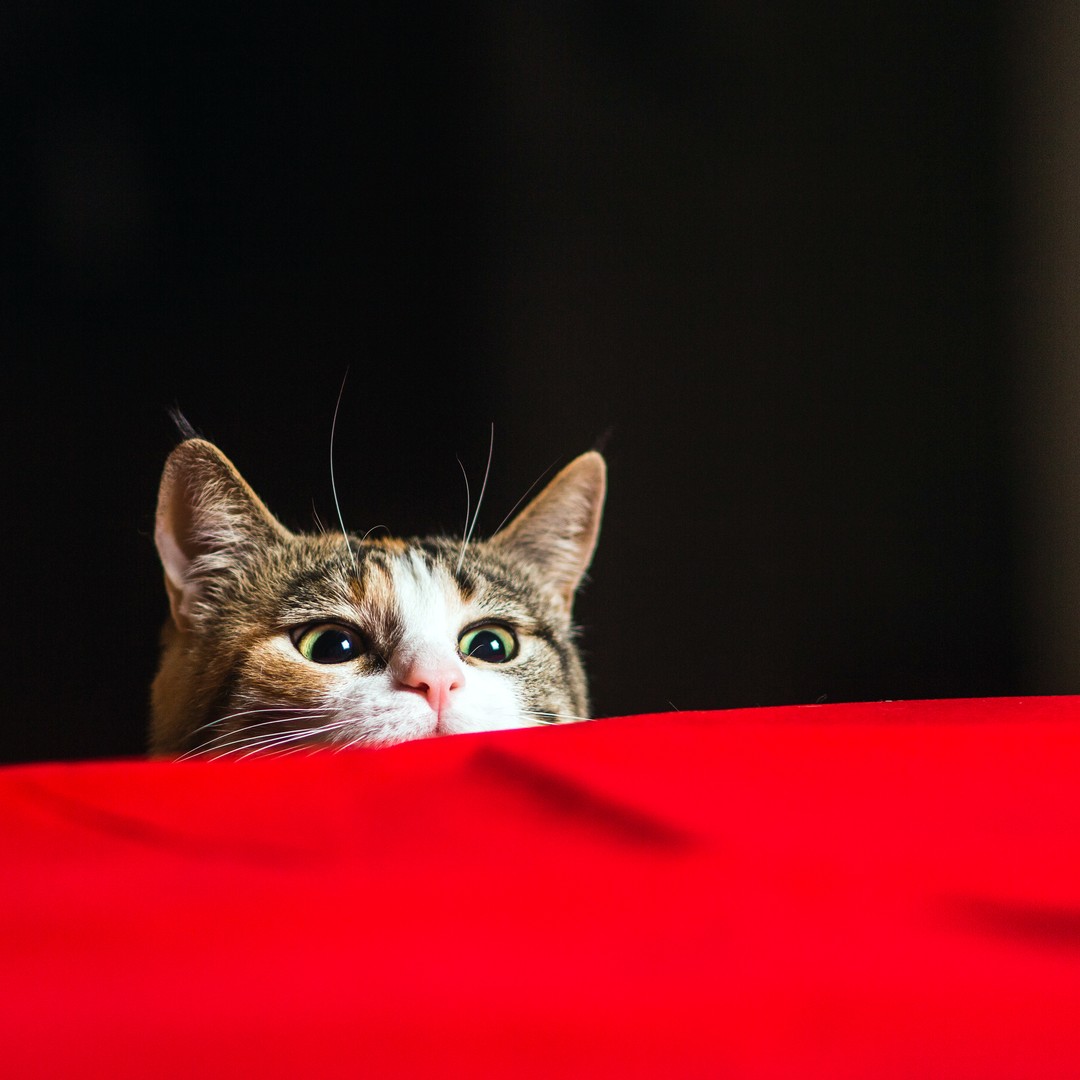 1080X1080 Pictures Cat Cat Adoption Team Catadopt Twitter We ve