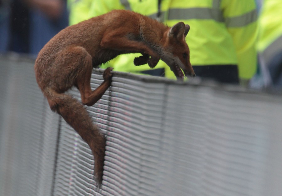 Photos: Animals on the Playing Field - The Atlantic