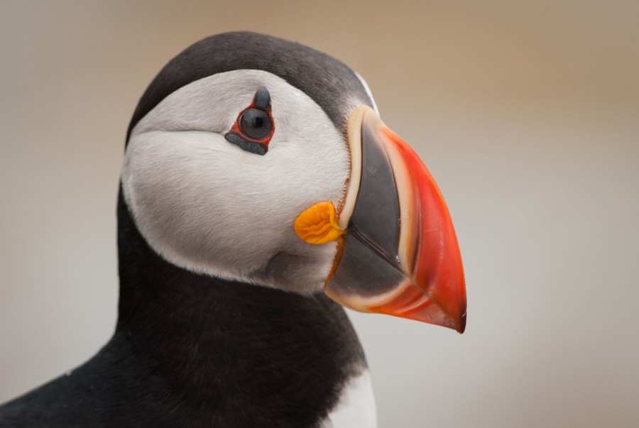 For Earth Day, a Photo Appreciation of Birds - The Atlantic