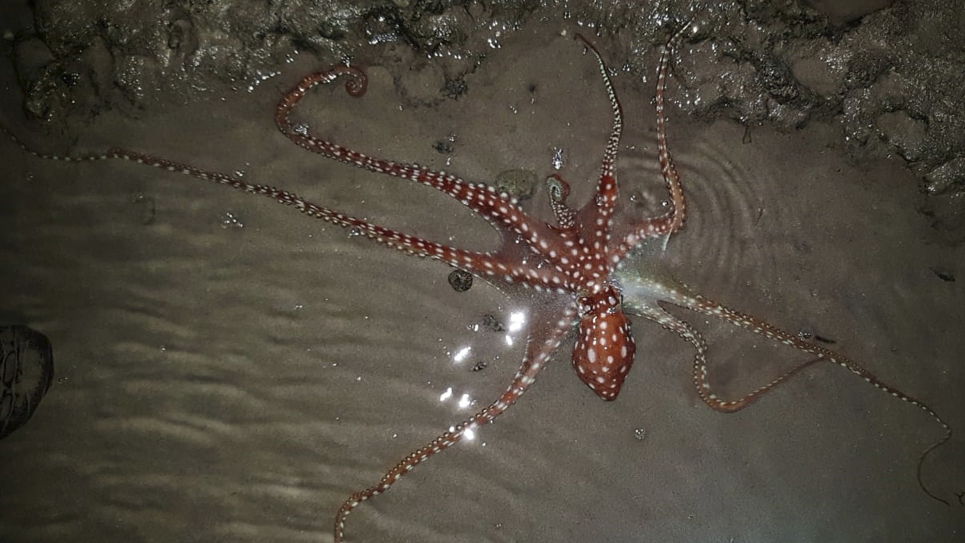 The Sand Octopus Was Hiding in Plain Sight - The Atlantic