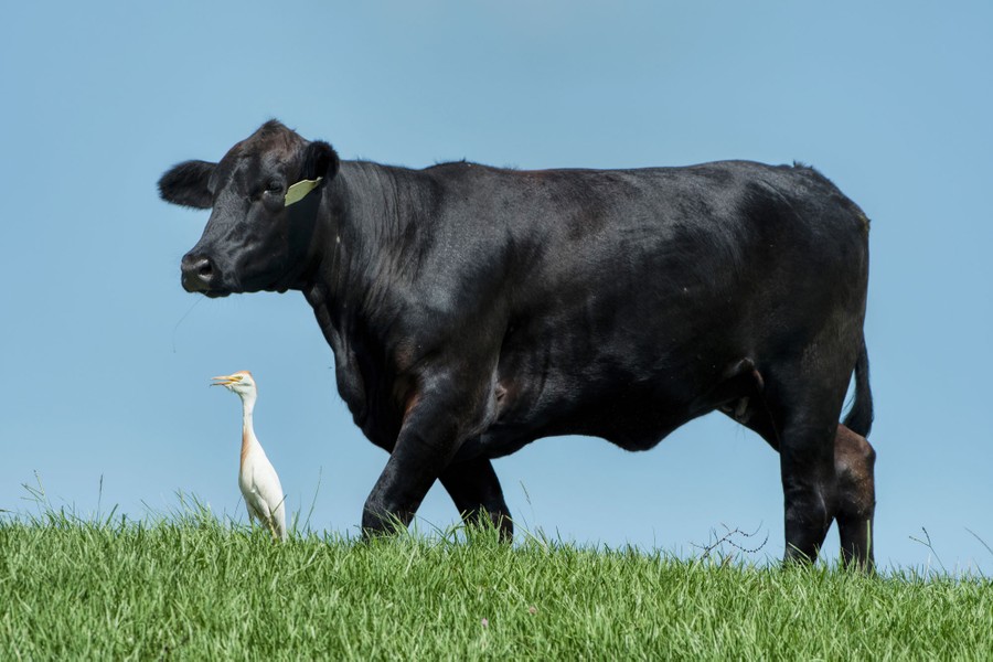 Louisiana: Images of the Pelican State - The Atlantic