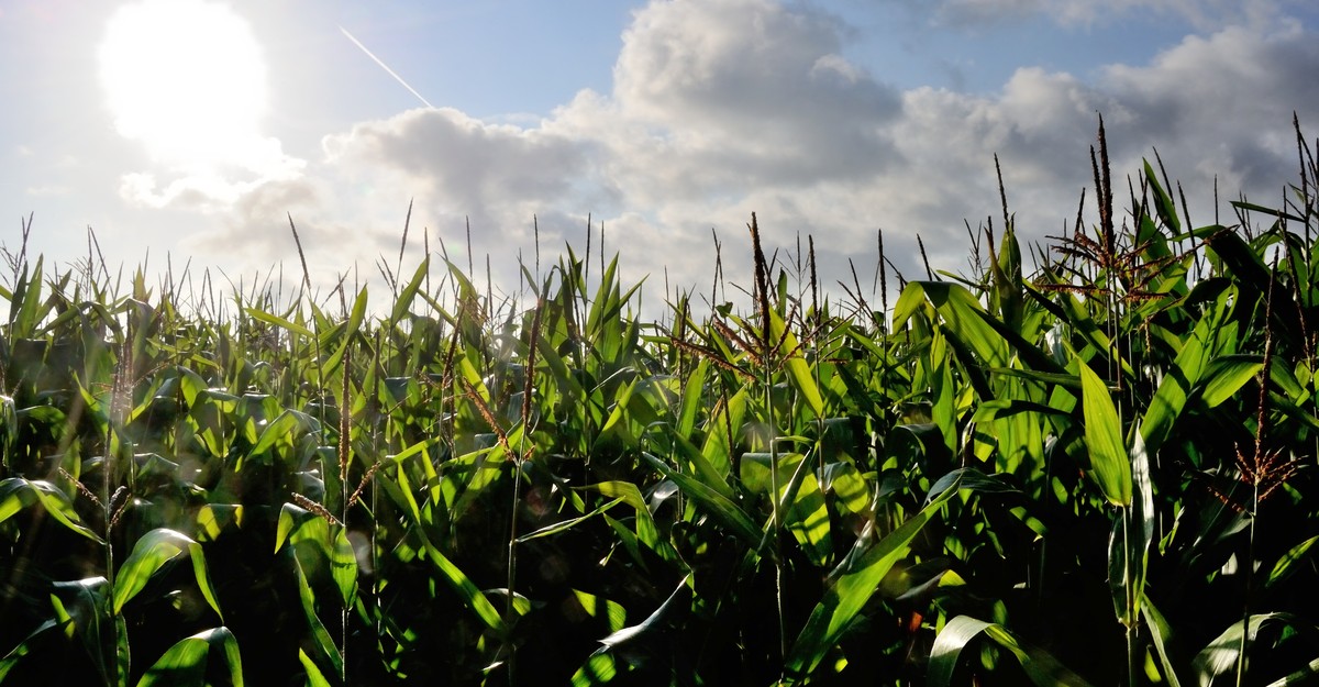 EPA Can't Shake Its Ethanol Headache - The Atlantic