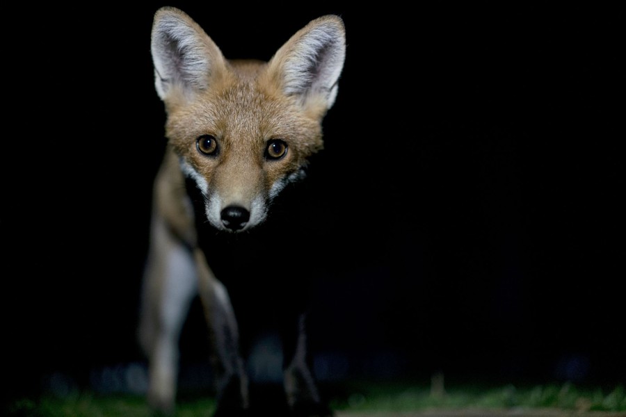 Photos of the Week: Roaring Stag, Garden Fox, Goose Gathering - The ...