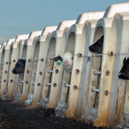 The Suffering Behind ‘Humane,’ Organic Milk - The Atlantic